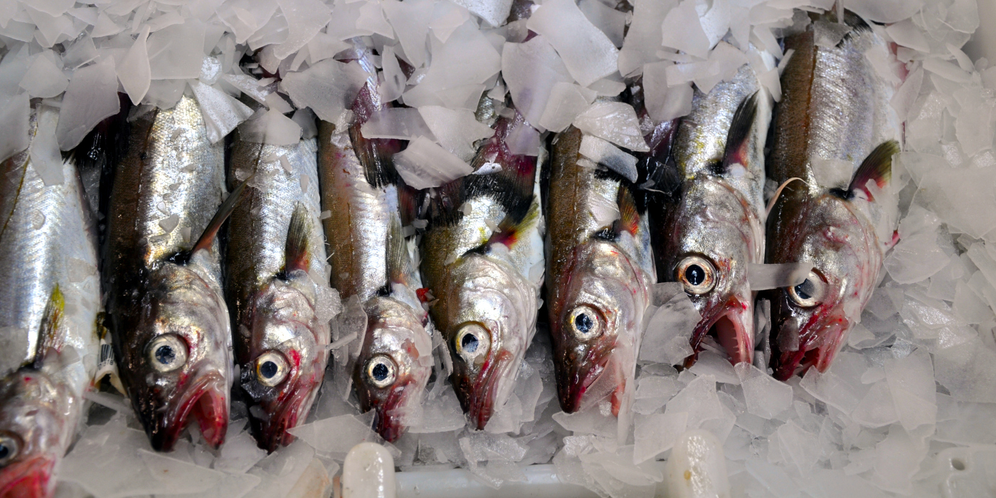 Home - Marrfish - Wholesale Fish & Seafood Delivery