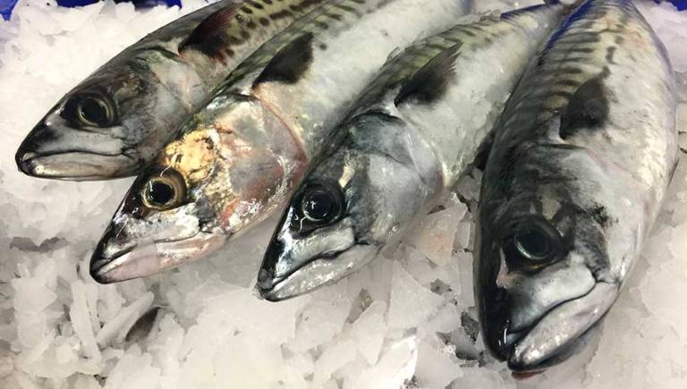 fresh-coley - Marrfish - Wholesale Fish & Seafood Delivery