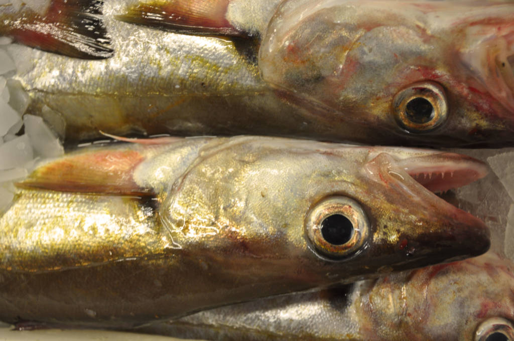 Gallery - Marrfish - Wholesale Fish & Seafood Delivery