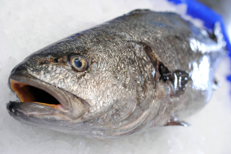 fresh-meagre - Marrfish - Wholesale Fish & Seafood Delivery