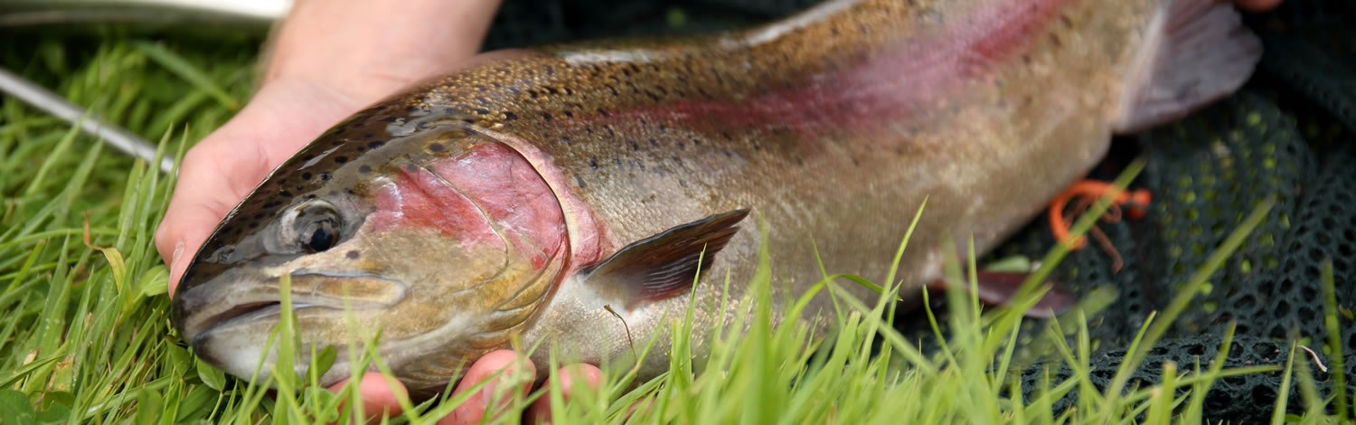 fresh-chalkstream-trout - Marrfish - Wholesale Fish & Seafood Delivery