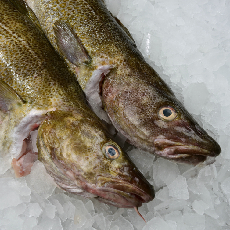 Our Fish - Marrfish - Wholesale Fish & Seafood Delivery