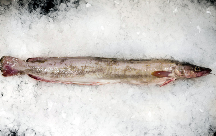fresh-ling - Marrfish - Wholesale Fish & Seafood Delivery