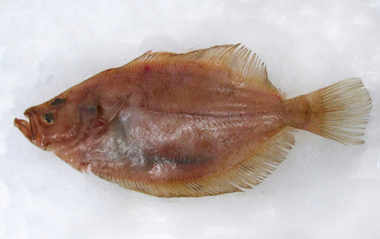 Wholesale-Megrim - Marrfish - Wholesale Fish & Seafood Delivery