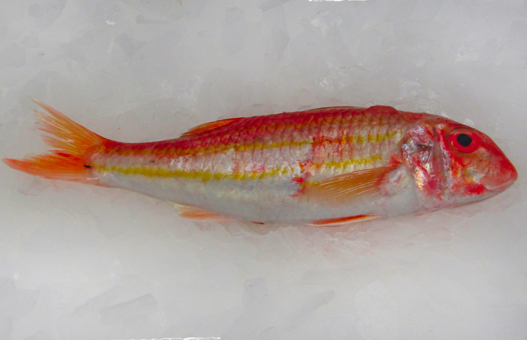 fresh-red-mullet - Marrfish - Wholesale Fish & Seafood Delivery