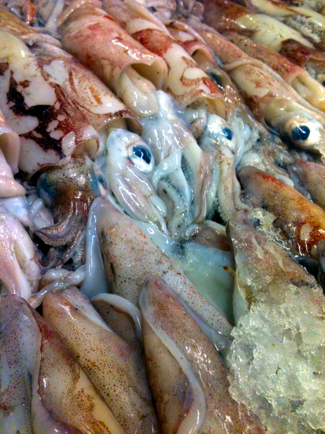 fresh-squid - Marrfish - Wholesale Fish & Seafood Delivery