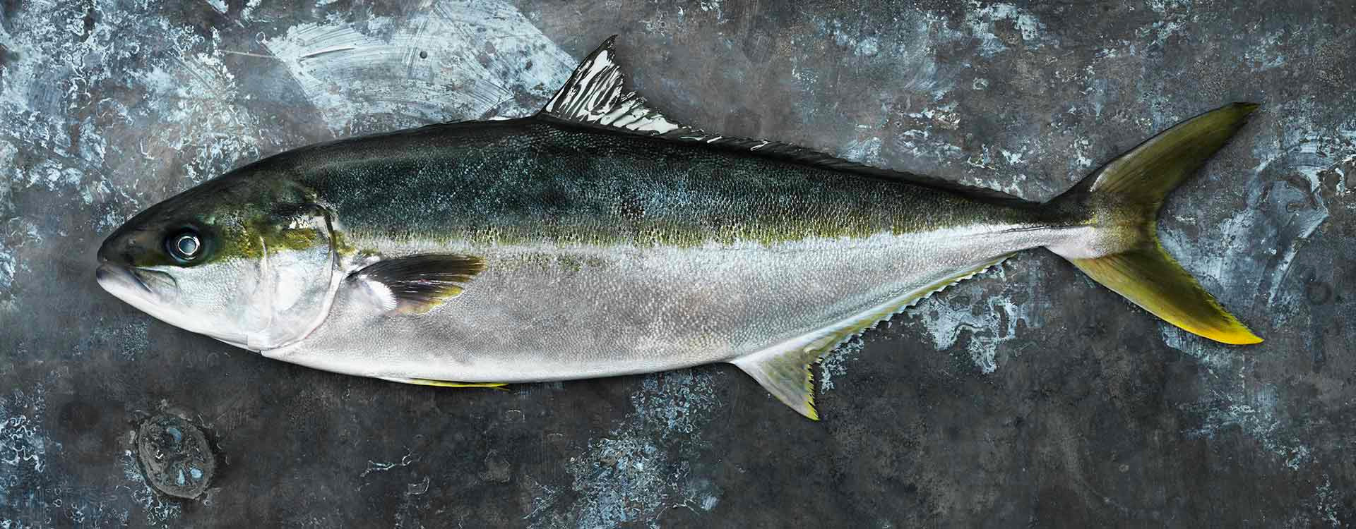 Yellowtail Kingfish - Marrfish - Wholesale Fish & Seafood Delivery