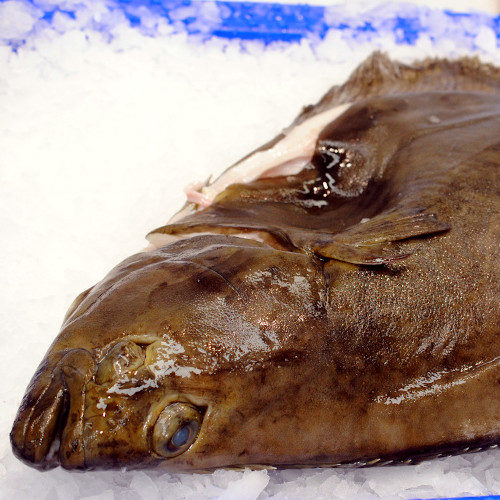 Fresh-fish - Marrfish - Wholesale Fish & Seafood Delivery