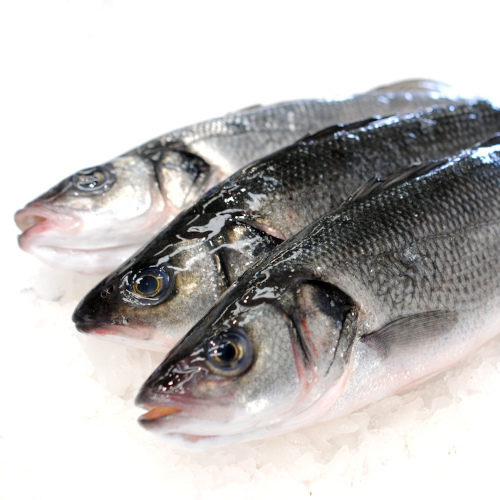 Fresh-fish - Marrfish - Wholesale Fish & Seafood Delivery