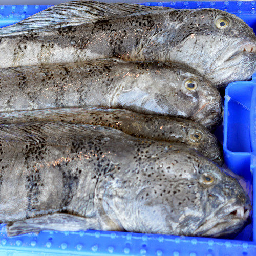 Fresh-fish - Marrfish - Wholesale Fish & Seafood Delivery