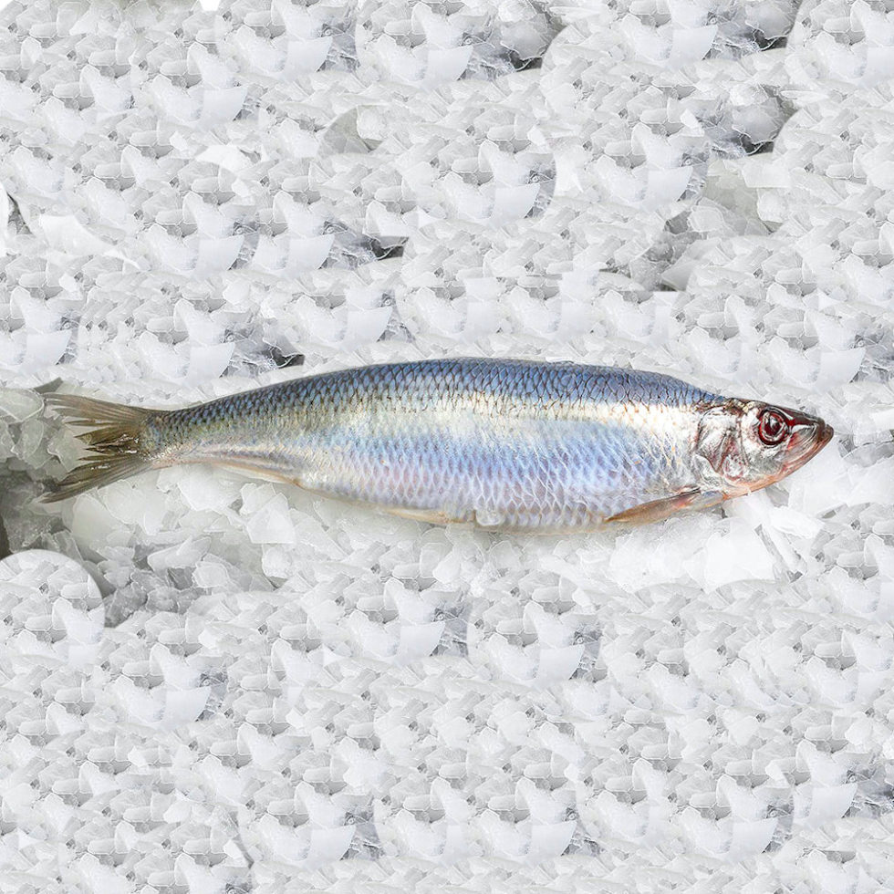 Fish Identification - Marrfish - Wholesale Fish & Seafood Delivery