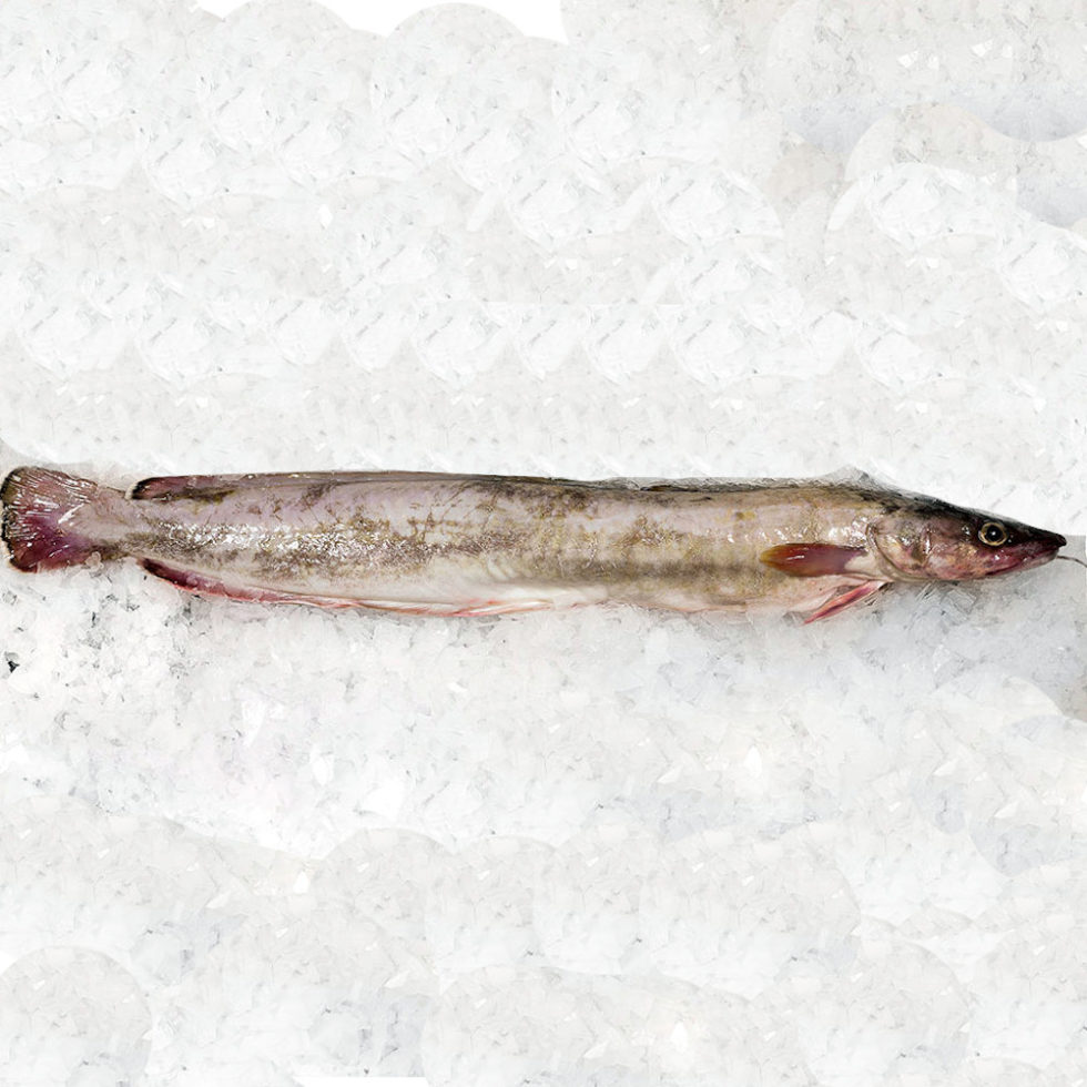 Fish Identification - Marrfish - Wholesale Fish & Seafood Delivery