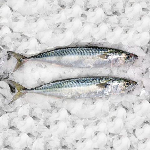 Fresh-fish - Marrfish - Wholesale Fish & Seafood Delivery