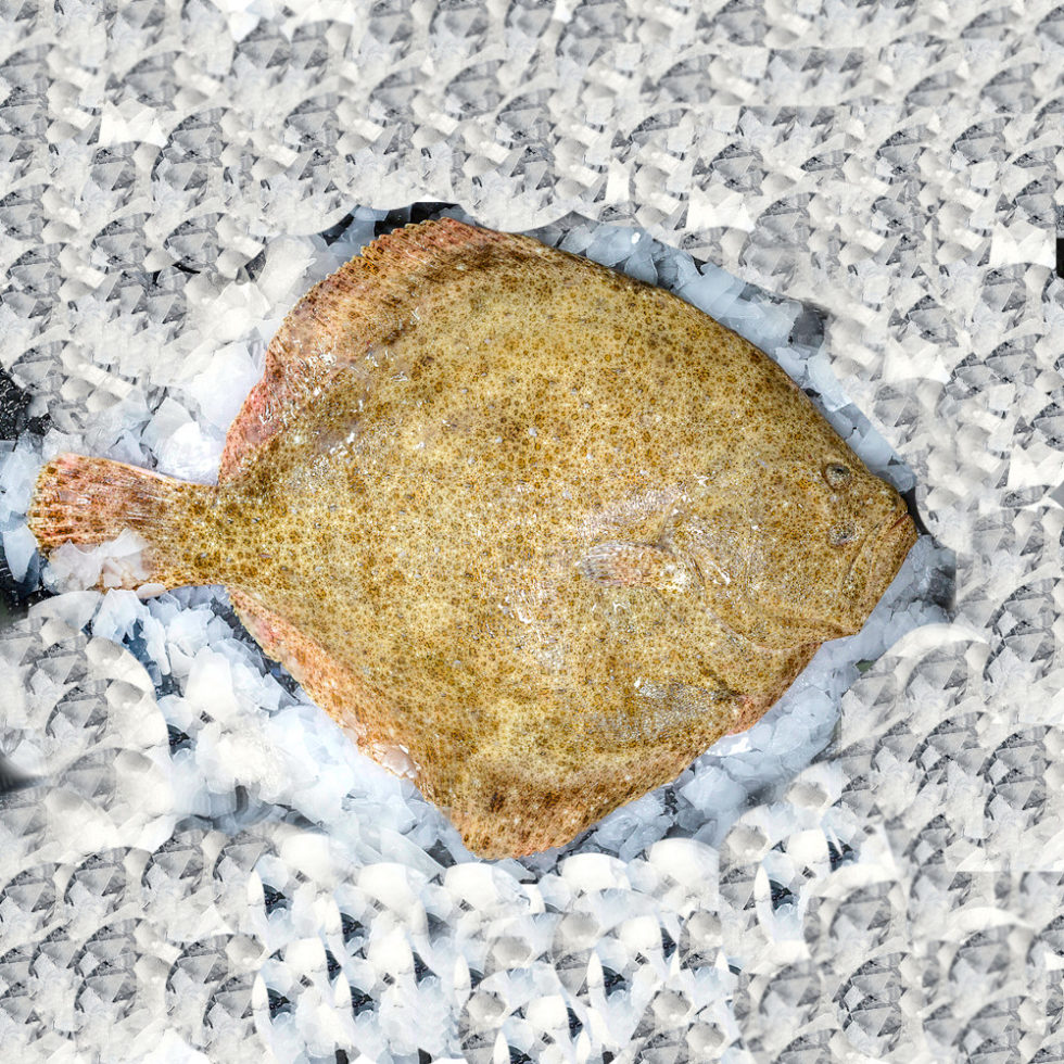 Fresh-fish - Marrfish - Wholesale Fish & Seafood Delivery